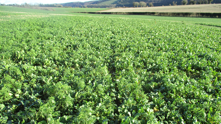 Study finds cover crops can drastically lower nitrate leaching | Farm ...