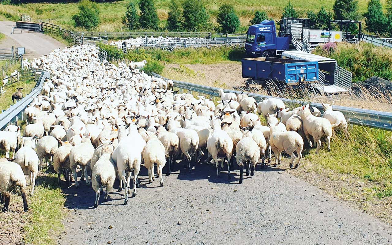 Sheep-dipping business helps fight scab | Farm Contractor & Large Scale ...